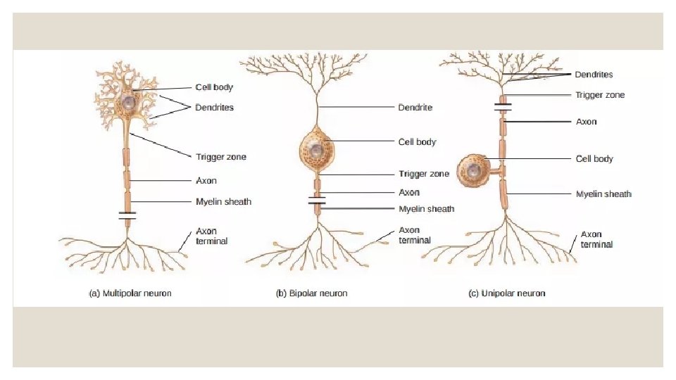 SISTEM SARAF TEPI PERIFER NERVOUS SYSTEM Argita Maya