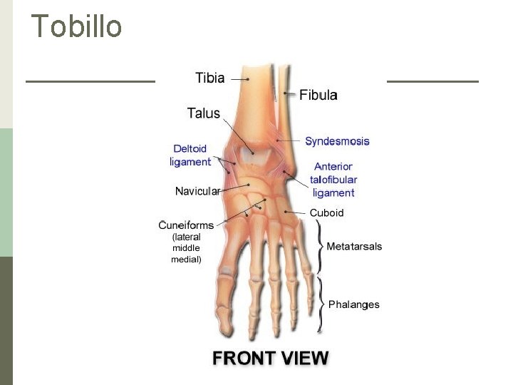 Fracturas de Tobillo Luis Humberto Cruz Contreras Tomatetumedicina