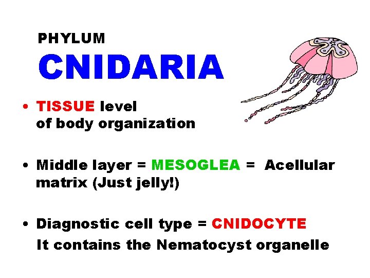 PHYLUM CNIDARIA TISSUE level of body organization Middle