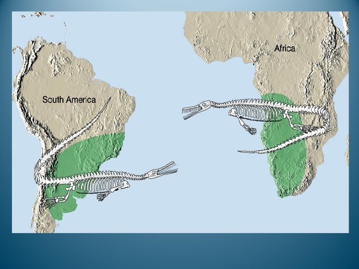 Geology Plate Tectonics By Ms Kristin Wilkinson Pangea