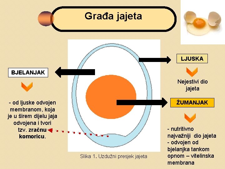 GRAA I PREHRAMBENA VRIJEDNOST JAJA RAZRED I ZANIMANJA