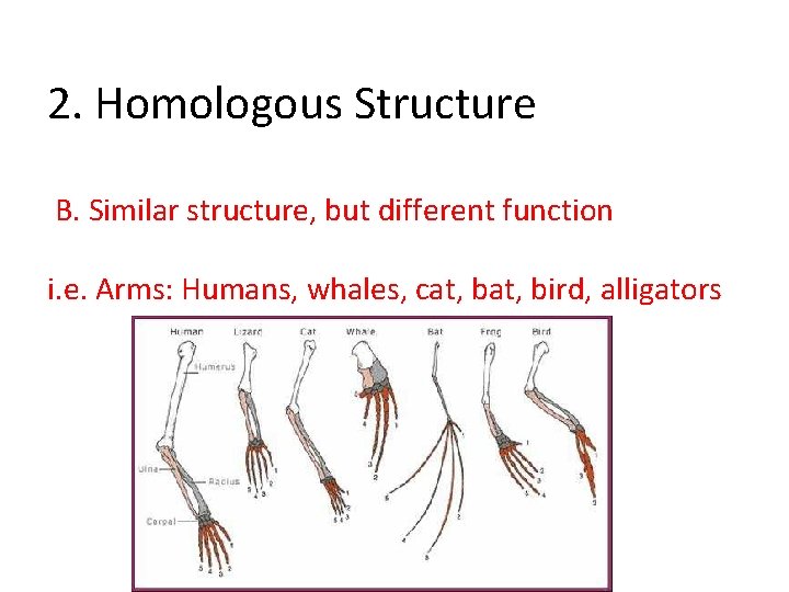 Evolution Vocab Practice Quiz 1 Analogous Structure A