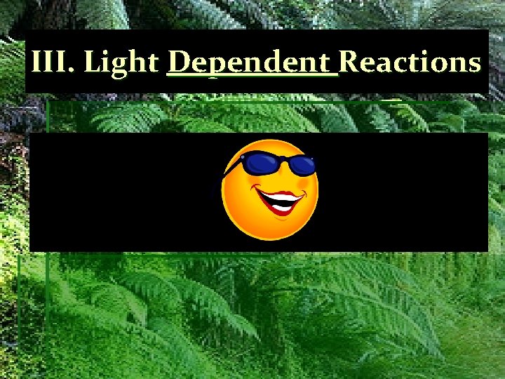 Chapter 8 3 Light Dependent and Light Independent