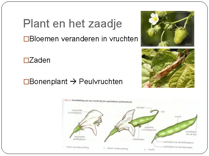 5 2 Planten Groeien 2 HV Plant en