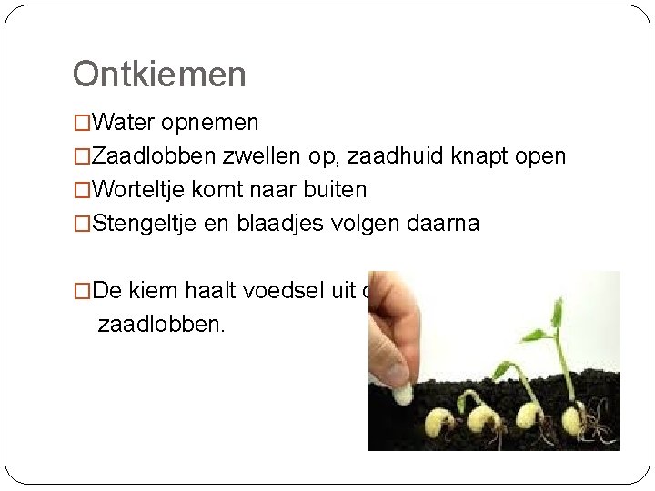 5 2 Planten Groeien 2 HV Plant en