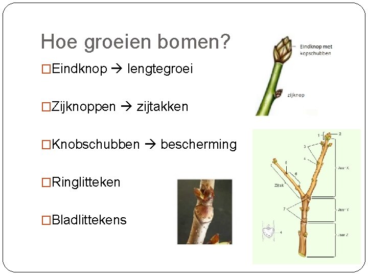 5 2 Planten Groeien 2 HV Plant en
