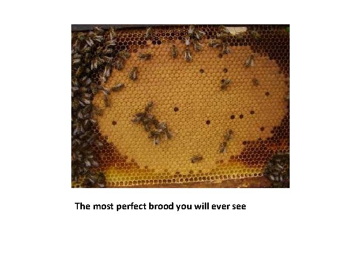 All About the Queen Queen Basics One queen