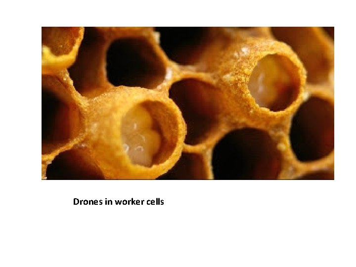 All About the Queen Queen Basics One queen