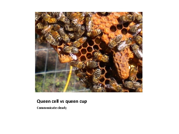All About the Queen Queen Basics One queen