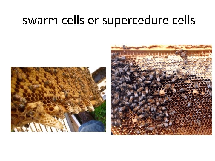 All About the Queen Queen Basics One queen