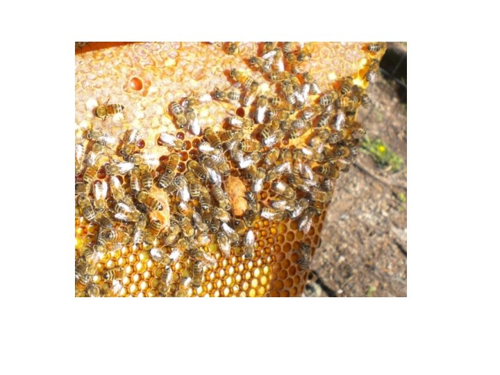 All About the Queen Queen Basics One queen