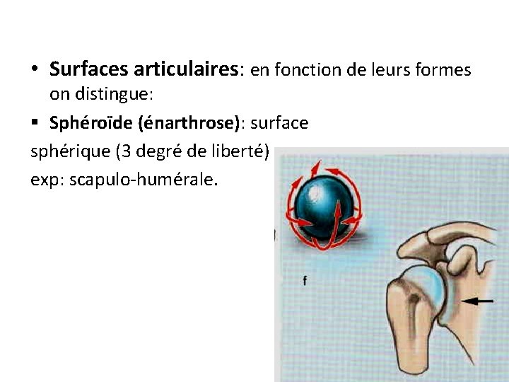 Arthrologie du membre suprieur Introduction a larthrologie 1