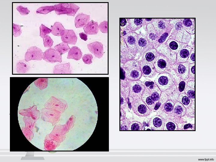 Review Lab Exam Plant Cells Shape Generally rectangular