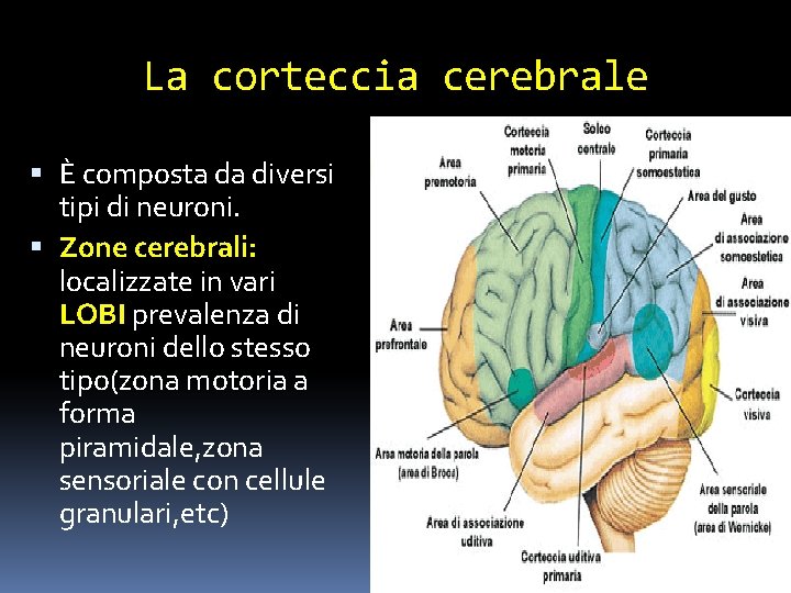 Educazione Fisica Prof Giovanni Collalti IL SISTEMA NERVOSO