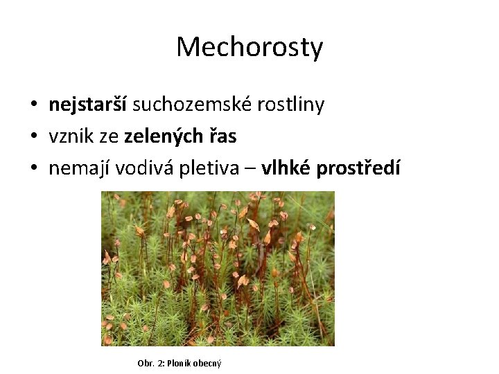 Mechorosty Vy rostliny vypracovala Mgr Monika trejbarov Vy