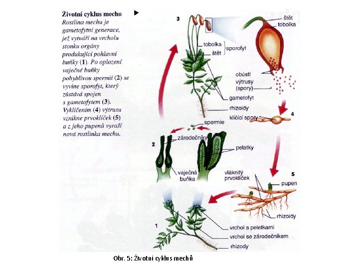 Mechorosty Vy rostliny vypracovala Mgr Monika trejbarov Vy