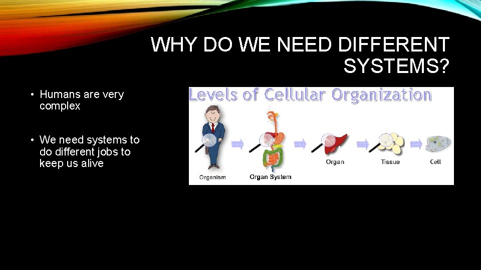 HUMAN BODY SYSTEMS Year 8 science THE 5
