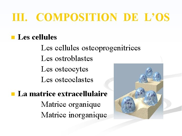 CROISSANCE ET METABOLISME OSSEUX I II Introduction Morphologie
