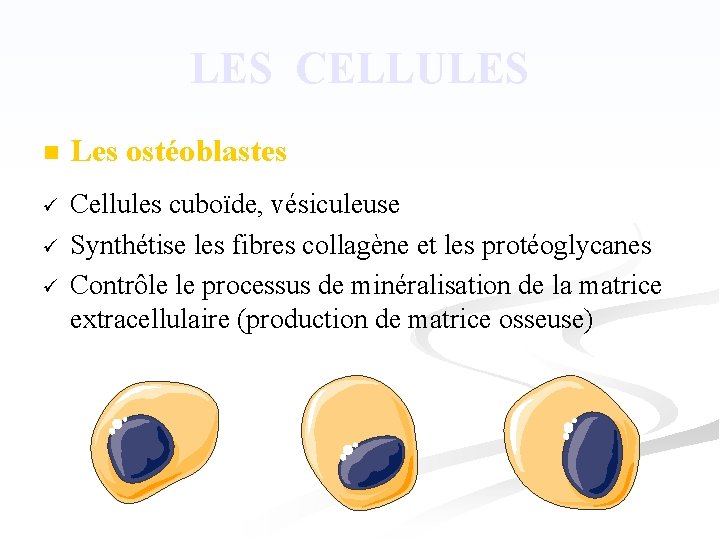 CROISSANCE ET METABOLISME OSSEUX I II Introduction Morphologie