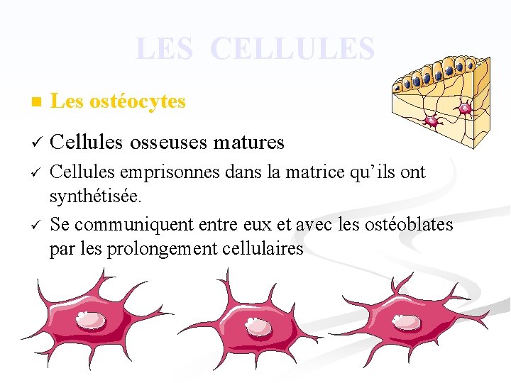 CROISSANCE ET METABOLISME OSSEUX I II Introduction Morphologie