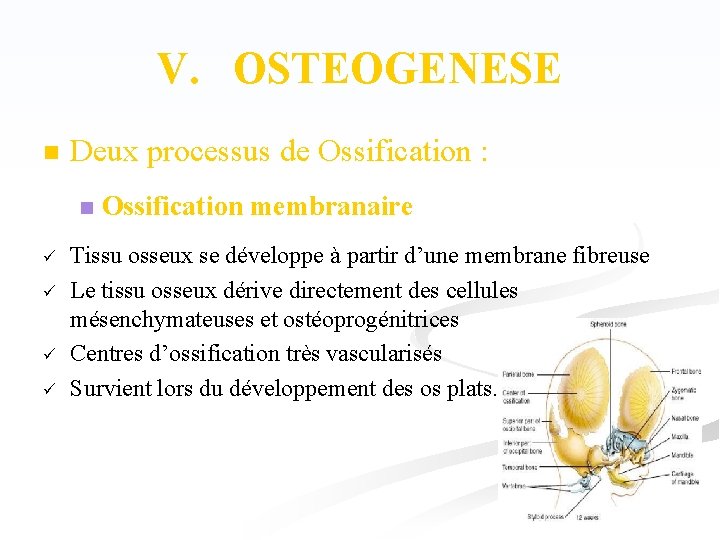 CROISSANCE ET METABOLISME OSSEUX I II Introduction Morphologie