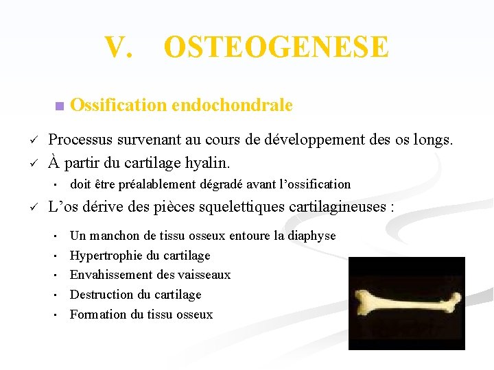 CROISSANCE ET METABOLISME OSSEUX I II Introduction Morphologie