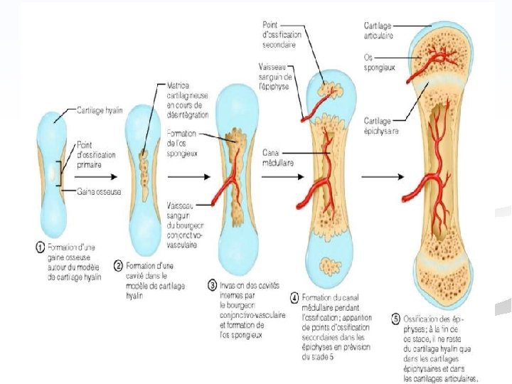 CROISSANCE ET METABOLISME OSSEUX I II Introduction Morphologie