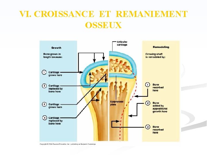CROISSANCE ET METABOLISME OSSEUX I II Introduction Morphologie