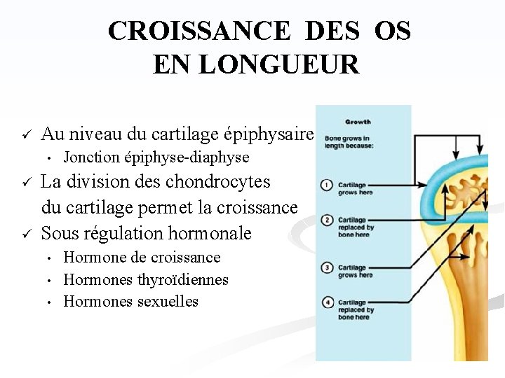 CROISSANCE ET METABOLISME OSSEUX I II Introduction Morphologie