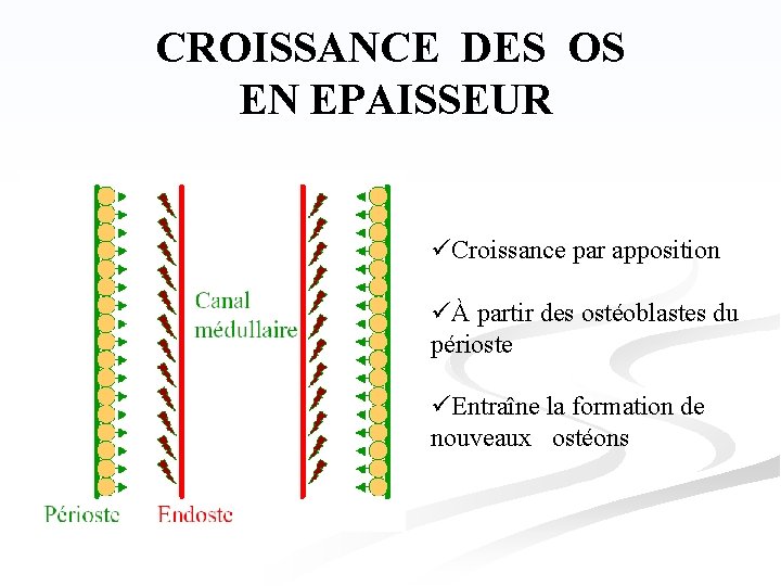 CROISSANCE ET METABOLISME OSSEUX I II Introduction Morphologie