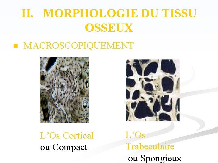 CROISSANCE ET METABOLISME OSSEUX I II Introduction Morphologie