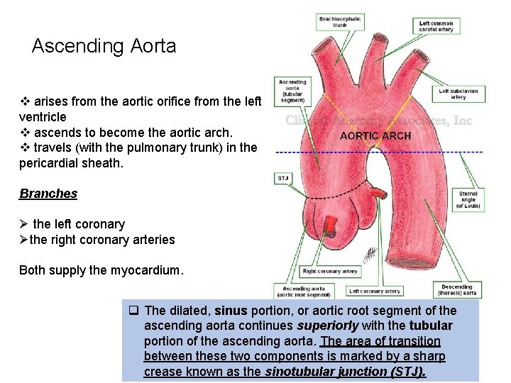 Great vessels of the thorax abdomen and pelvis