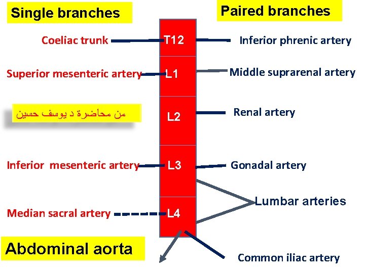 Great vessels of the thorax abdomen and pelvis