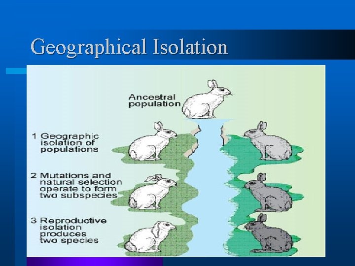 Speciation Theory explaining how species form What is