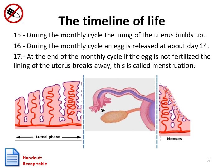 The timeline of life 11 The mother will