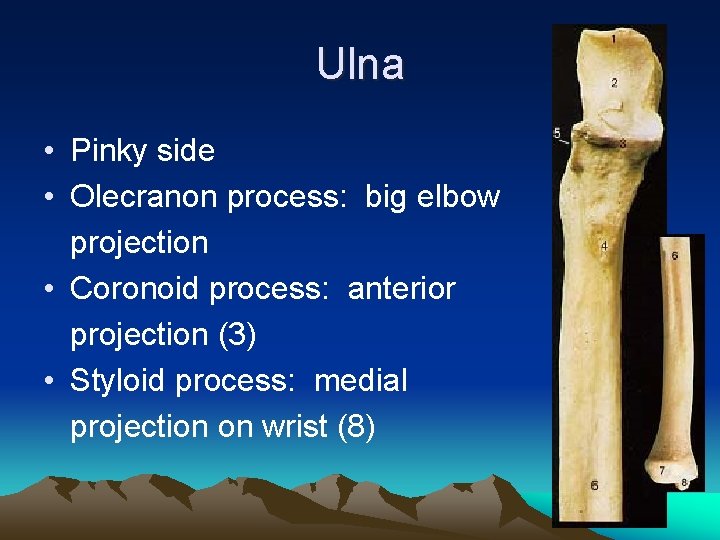 Upper Extremity Pectoral Girdle Aka shoulder girdle 2
