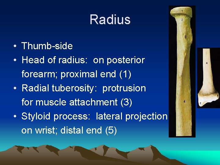 Upper Extremity Pectoral Girdle Aka shoulder girdle 2