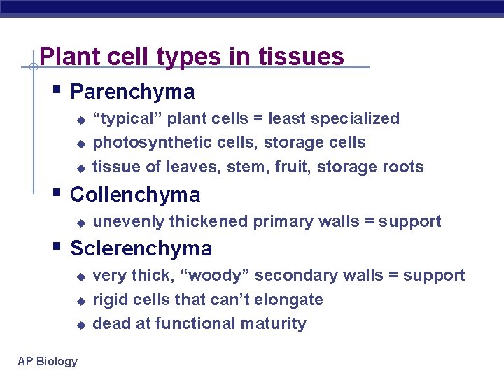 Chapter 35 Plant Anatomy AP Biology Basic anatomy