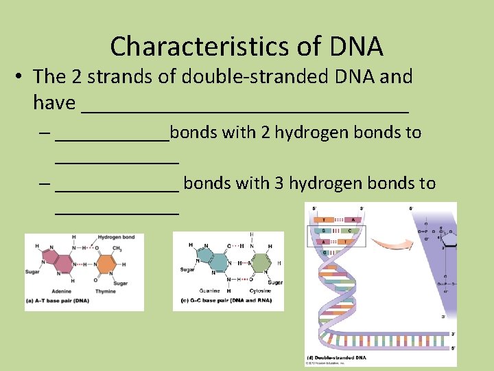 Chapter 7 Microbial Genetics The Blueprint of Life