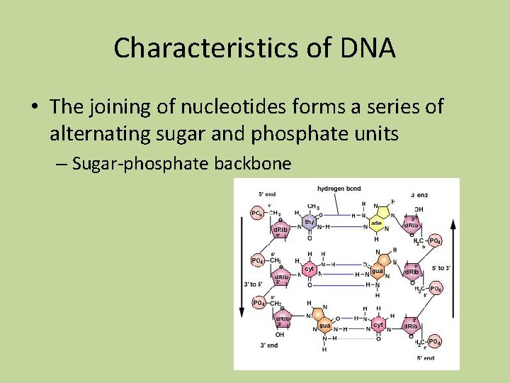 Chapter 7 Microbial Genetics The Blueprint of Life