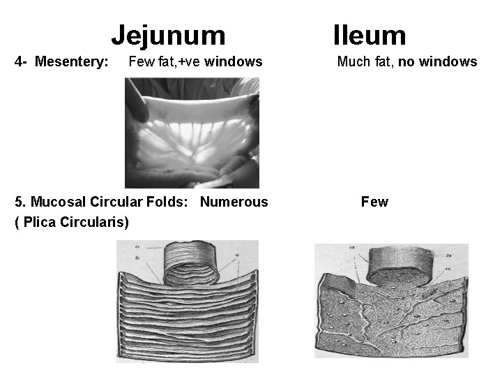 Small Intestine The small intestine is a convoluted