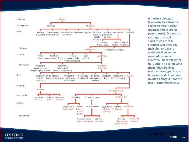 Anthropology What Does it Mean to Be Human