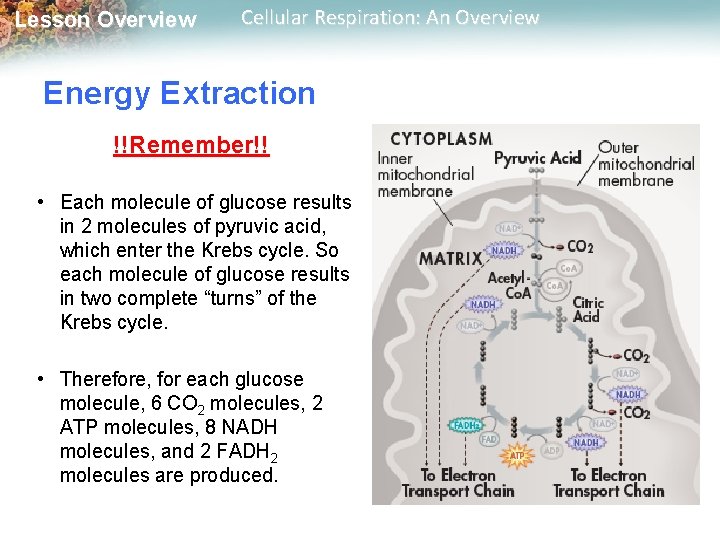 Lesson Overview Cellular Respiration An Overview Chapter 10