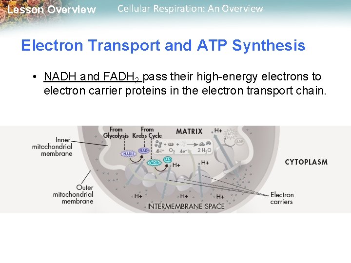 Lesson Overview Cellular Respiration An Overview Chapter 10