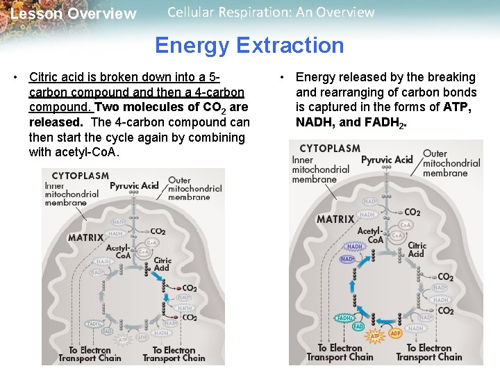 Lesson Overview Cellular Respiration An Overview Chapter 10