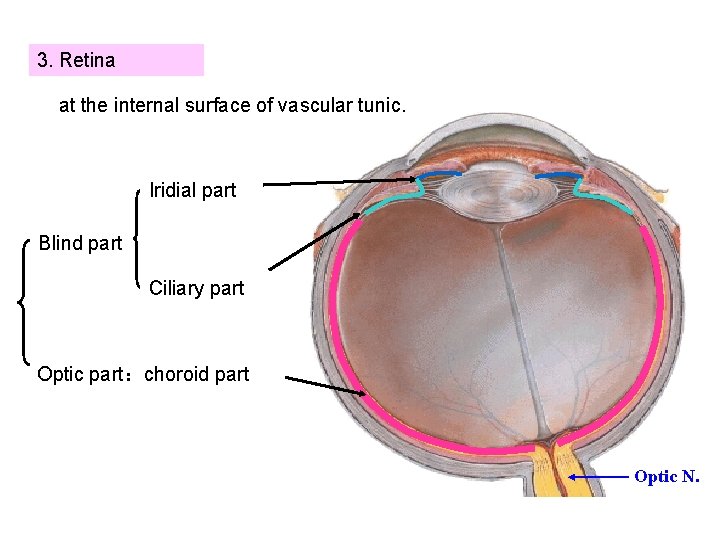 Sensory organs Visual Organ Lu Weitian Department of