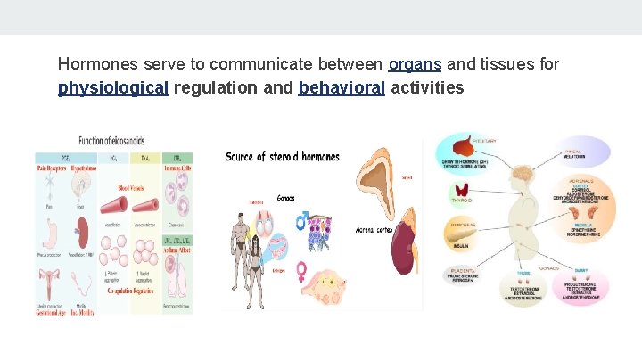 HORMONAL IMBALANCES YOUR POSTURE What Why How Dr