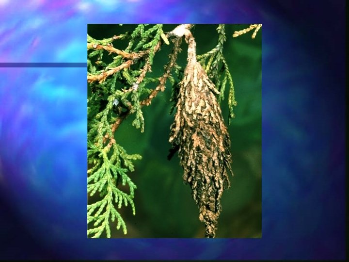 NurseryLandscape Career Development Event Insects Aphid Softbodied insect