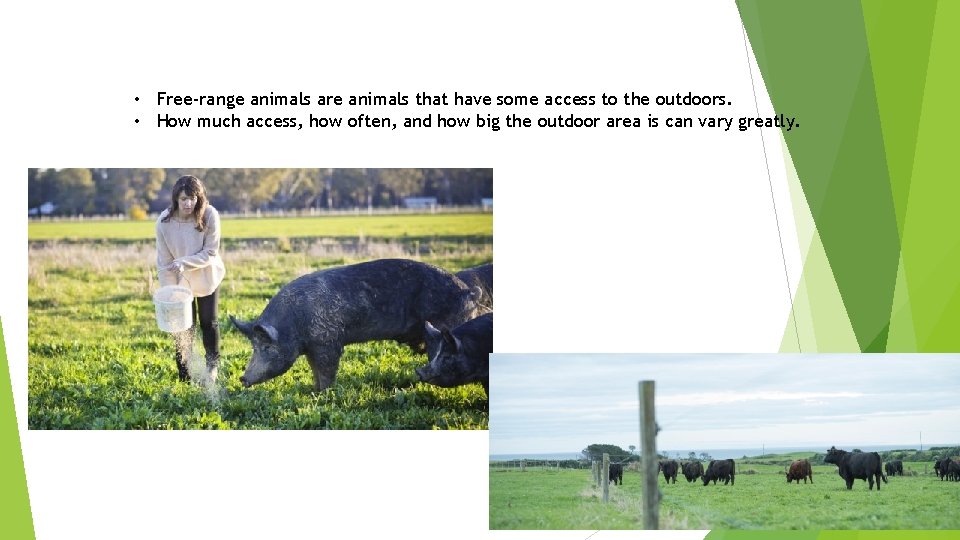 ETHICS IN FOOD PRODUCTION ORGANIC FOODS AND FREE