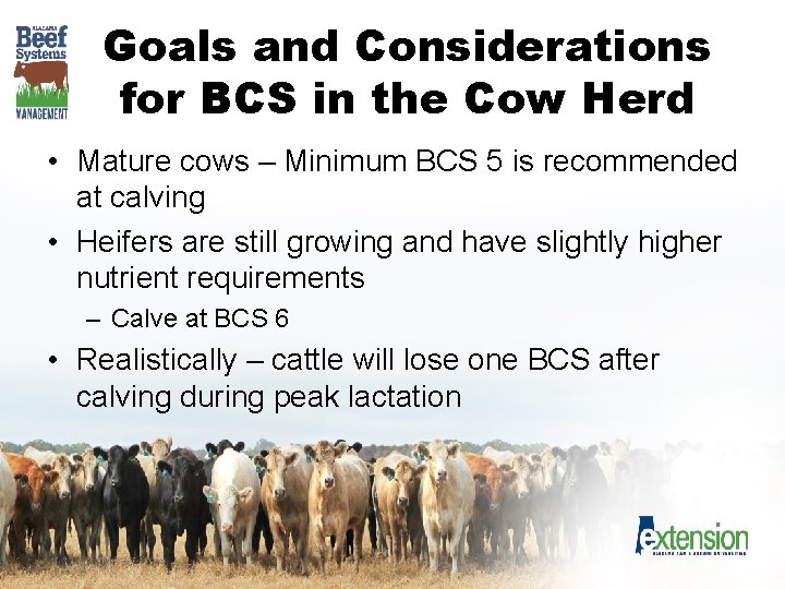 Body Condition Scoring Beef Cattle Kim Mullenix Ph